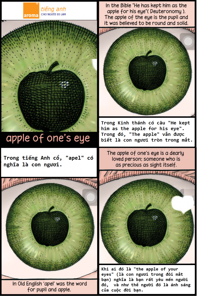 Idiom power: Apple of one's eye - AROMA Tiếng Anh Cho Người Đi Làm